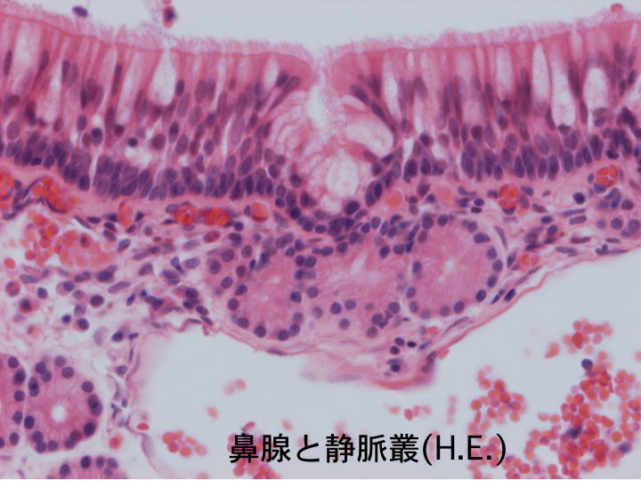 Nasal glands and venous plexus