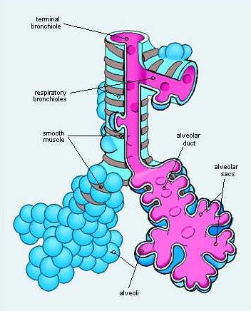 distal respiratory tree