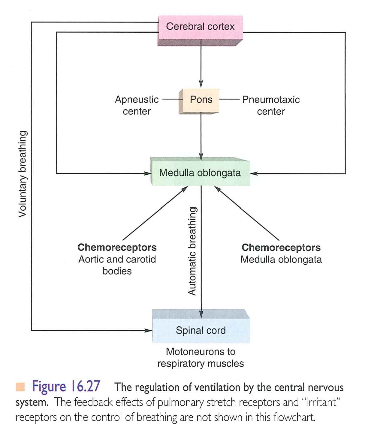 regulation of ventilation by CNS